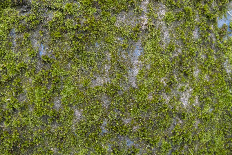 Concrete Wall Covered with Moss. the Old Concrete Wall Covered with ...