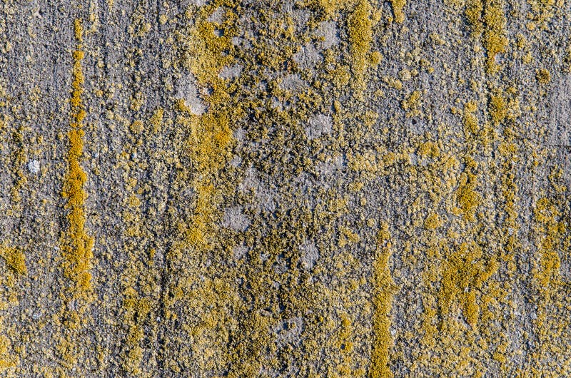 Concrete Wall Covered with Moss Texture Stock Image - Image of green ...