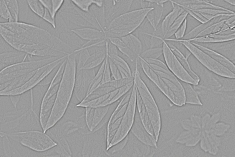 Concrete Wall with Gray Leaf Texture, Abstract Simple Backgrounds Stock ...