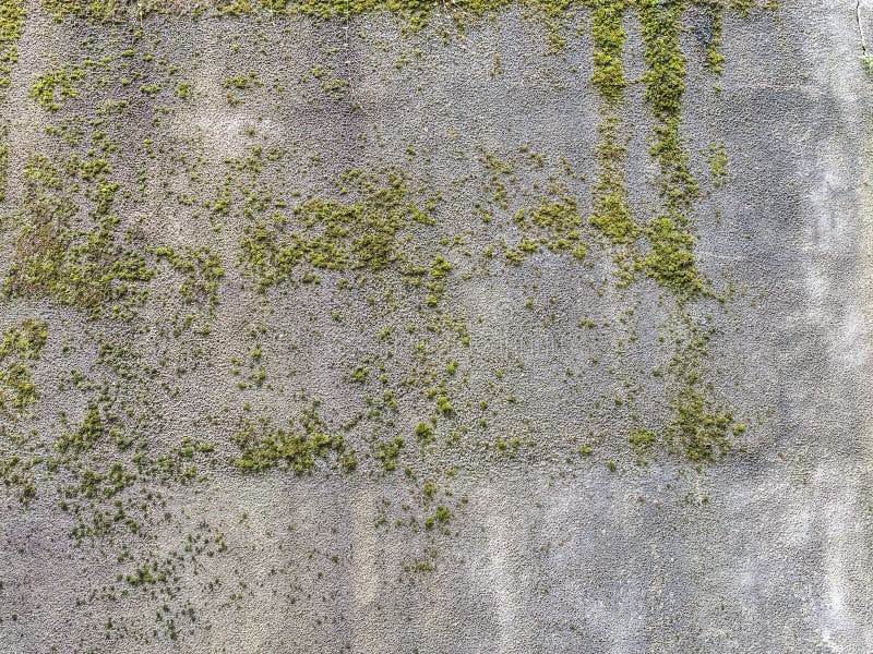Texture Concrete Wall with Growing Green Moss Stock Photo - Image of ...