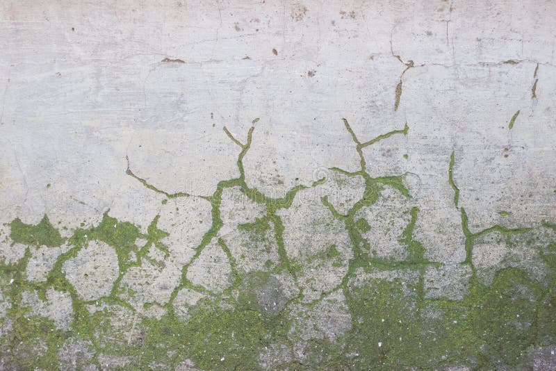 Concrete wall with moss stock photo. Image of rough, textured - 81926576