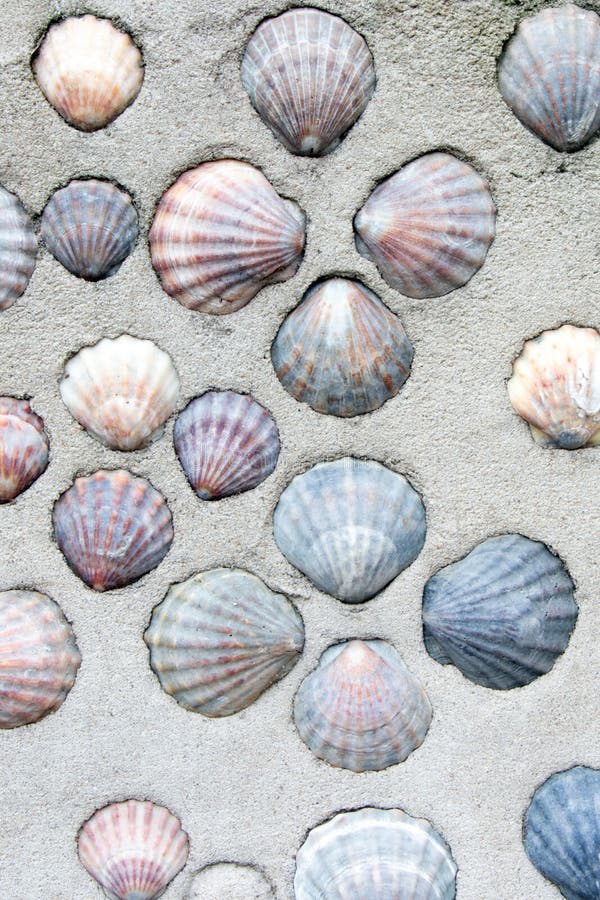Shells texture stock photo. Image of marines, group, beach - 2746772