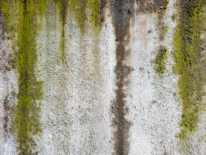 Concrete Wall Texture with Mossy Streaks, Damp Surface, Green Algae ...
