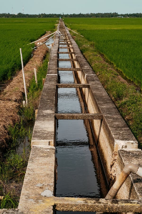Concrete Water Irrigation at the Rice Paddy Field Stock Image - Image ...