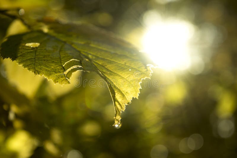 Condensation Dripping from Green Spring Leaf Stock Photo - Image of ...