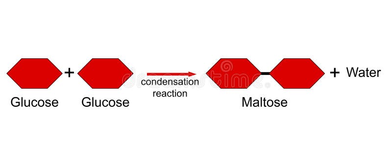 Condensation Reaction Stock Illustrations – 154 Condensation Reaction ...