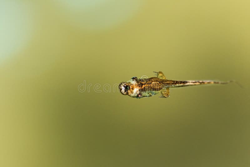 Um Girino Fotos De Stock - Baixe 100 Fotos Royalty Free