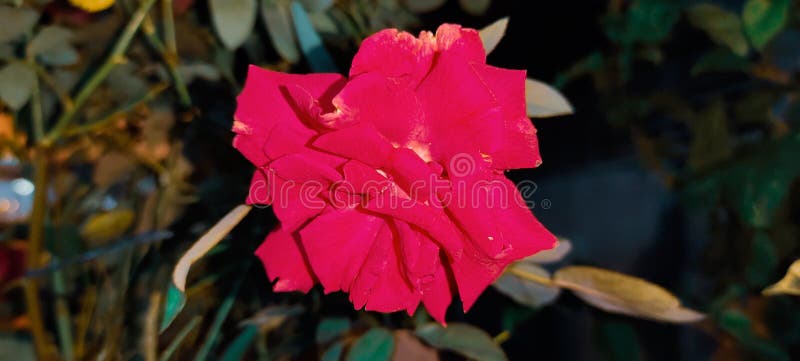 The Condition of Red Roses Blooming at Night Stock Image - Image of ...