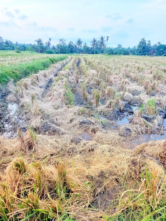 Former Rice Cultivation Stock Photos - Free & Royalty-Free Stock Photos ...