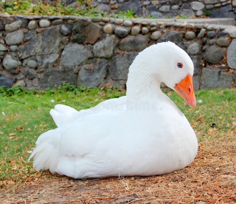 Condizione bianca dell'oca fotografia stock. Immagine di nuoto - 36355426