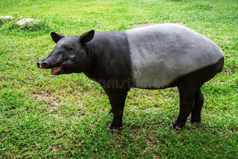 Condizione del tapiro fotografia stock. Immagine di messo - 112256856