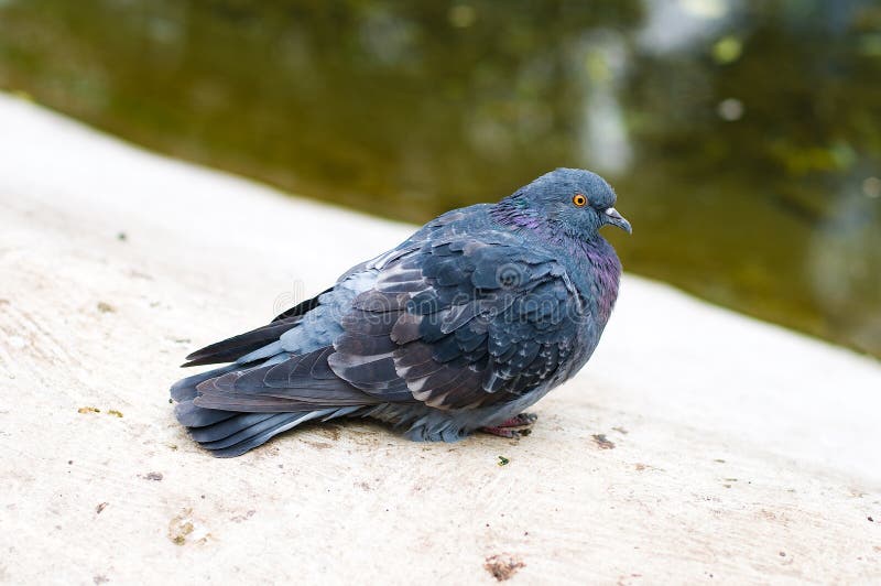 L'uccello Grasso Divertente Della Colomba Si Siede Su Un Ramo ...