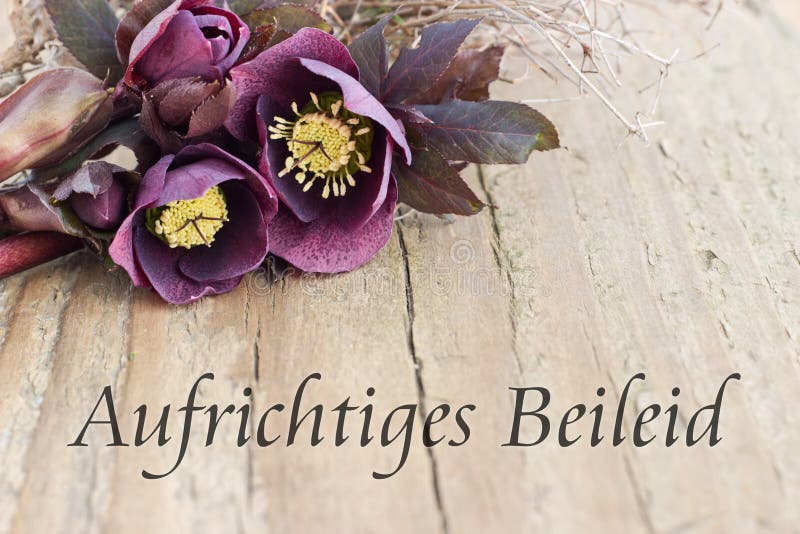 Condolence card stock image. Image of grief, sorrow, hellebore - 38577169