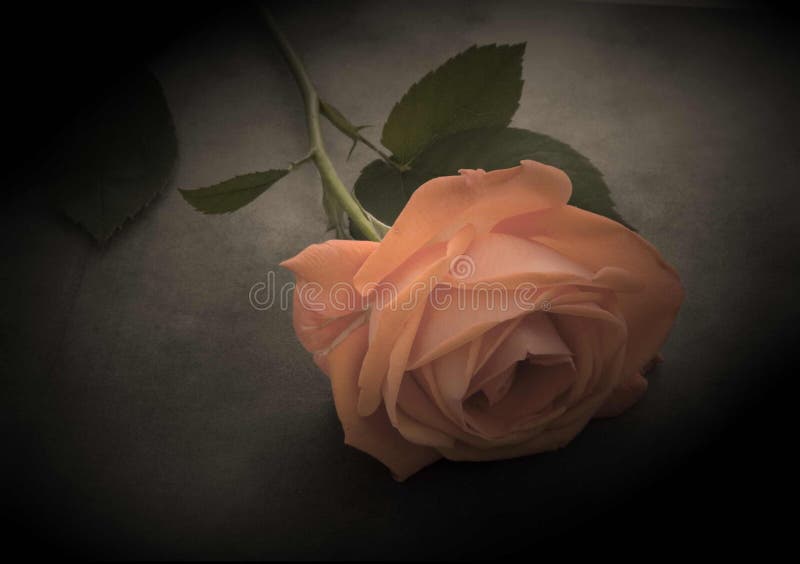Condolence card with rose stock image. Image of yellow - 186410839