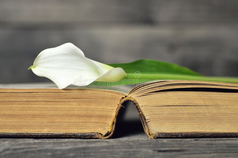 Condolence Card with White Calla on Open Book Stock Photo - Image of ... Condolence Card with White Calla on Open Book Stock Photo - Image of ...