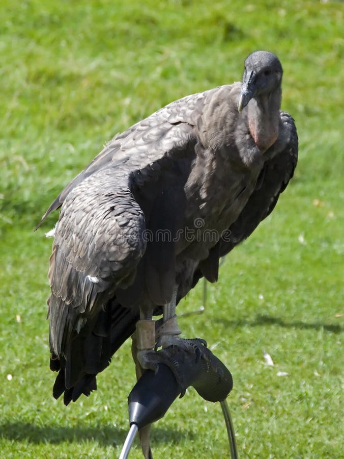 Condor stock image. Image of falconry, animal, nature - 10805719