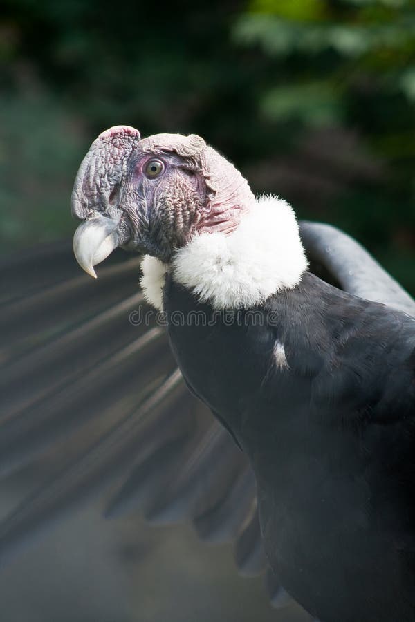 Condor stock image. Image of feather, profile, nature - 13001089