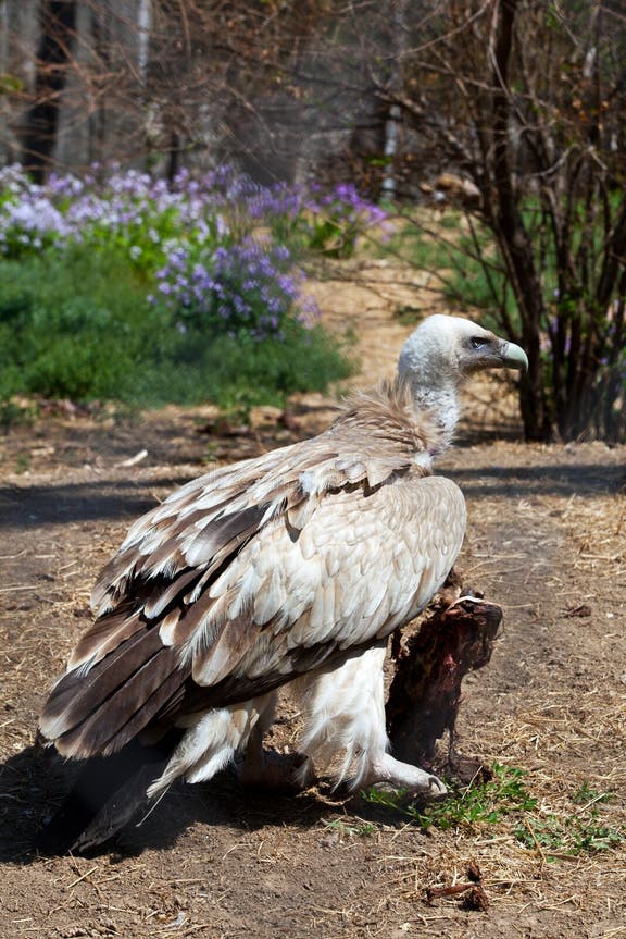 Condor stock photo. Image of hunting, bird, bare, macro - 19311978