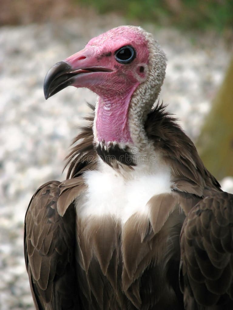 Andean Condor Claws Stock Photos - Free & Royalty-Free Stock Photos ...