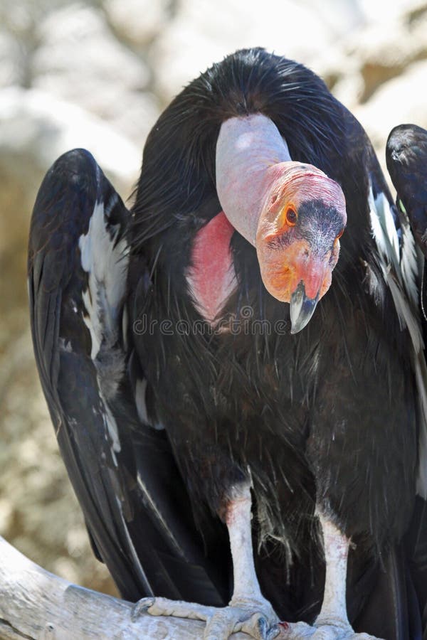 Condor Picture. Image: 20227720
