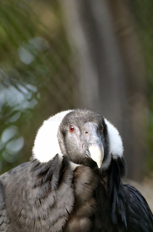 Condor stock image. Image of beak, endangered, wings - 21694649