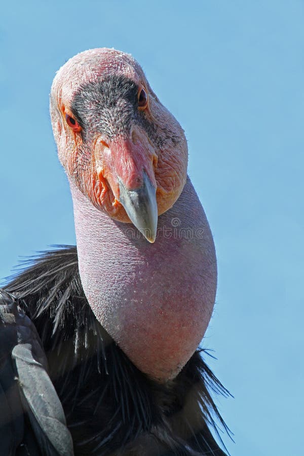 California Condor stock image. Image of condor, face - 96269777