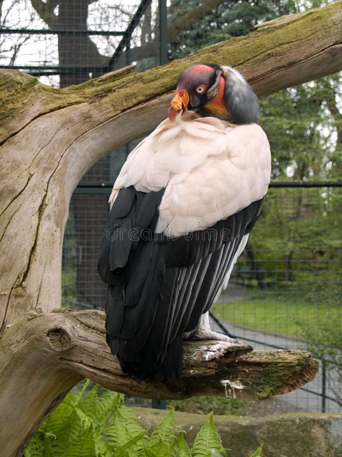 Condor stock photo. Image of nature, freedom, bird, wildlife - 5714392
