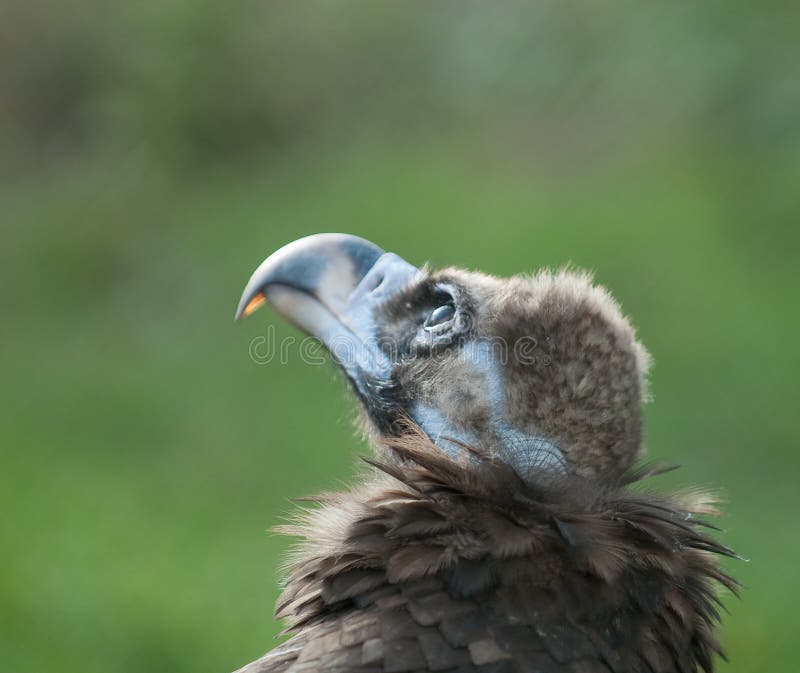 Condor stock photo. Image of closeup, pillaging, safari - 9170438