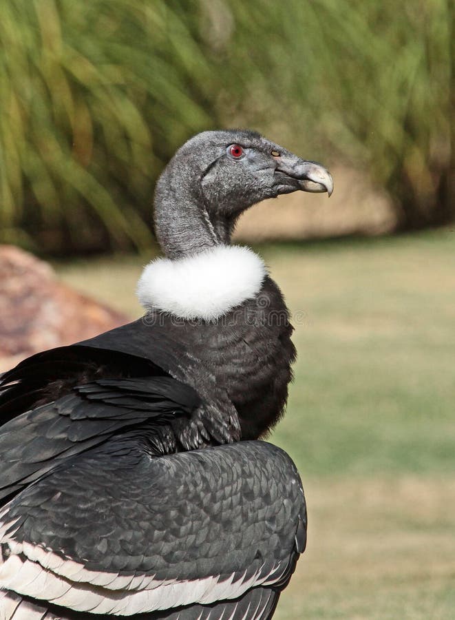 Condor Picture. Image: 20227720