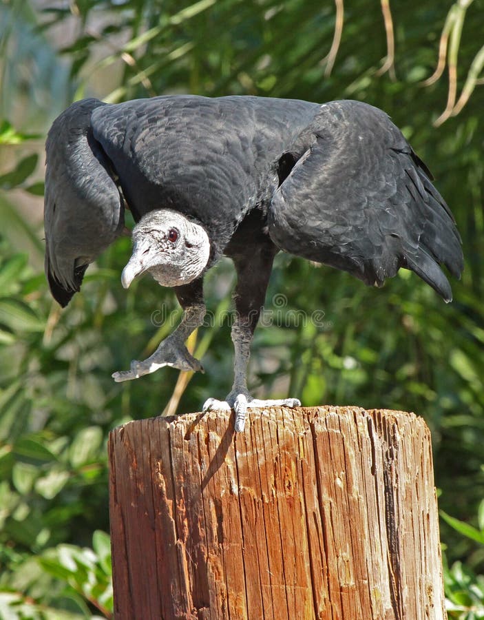 Condor stock photo. Image of face, feathers, carnivore - 47014278