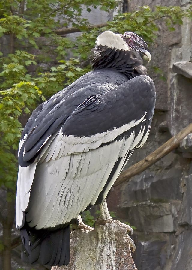Condor andin au sol 1 image stock. Image du zoologie - 237240213
