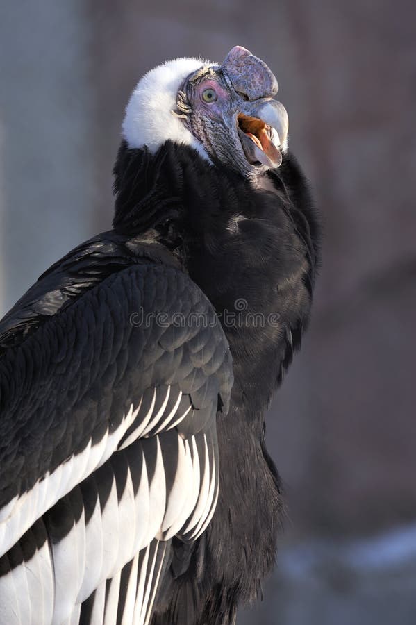 Condor andin photo stock. Image du oiseau, andin, proie - 8503704
