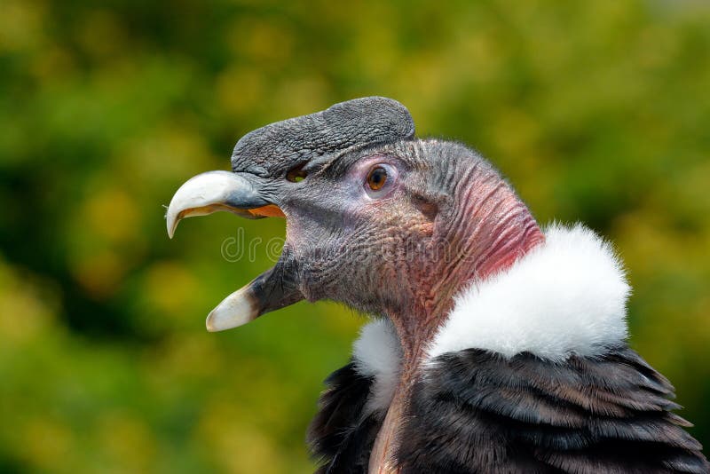 Portrait De Condor Andin (gryphus De Vultur) Photo stock - Image du ...