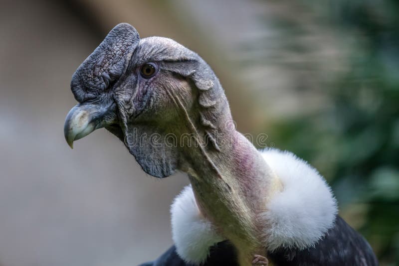 Condor Andin (gryphus De Vultur) Photo stock - Image du prédateur ...