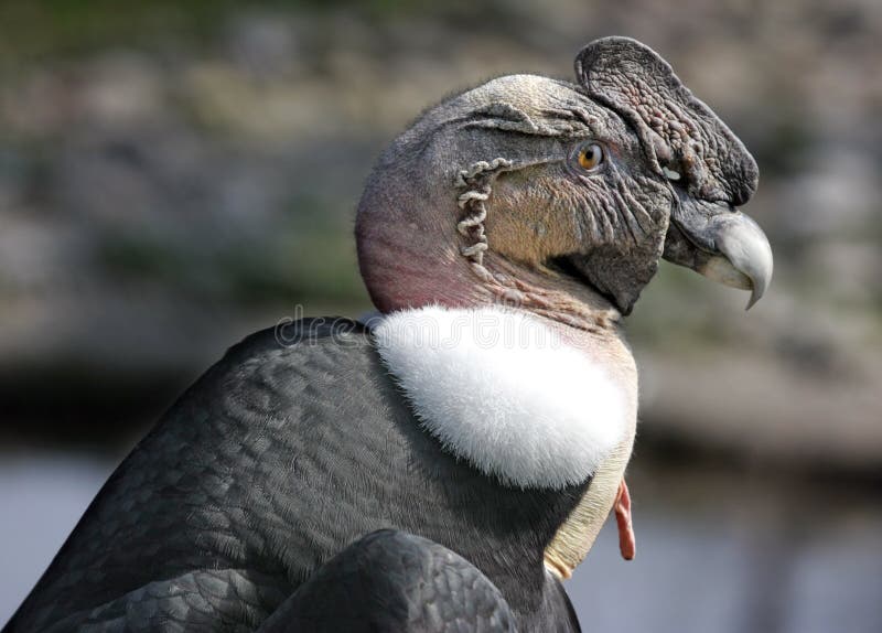 Condor andino foto de stock. Imagem de grande, featherless - 9336524