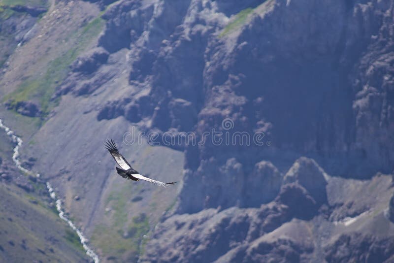 Condor andino - Cile immagine stock. Immagine di libero - 65078725