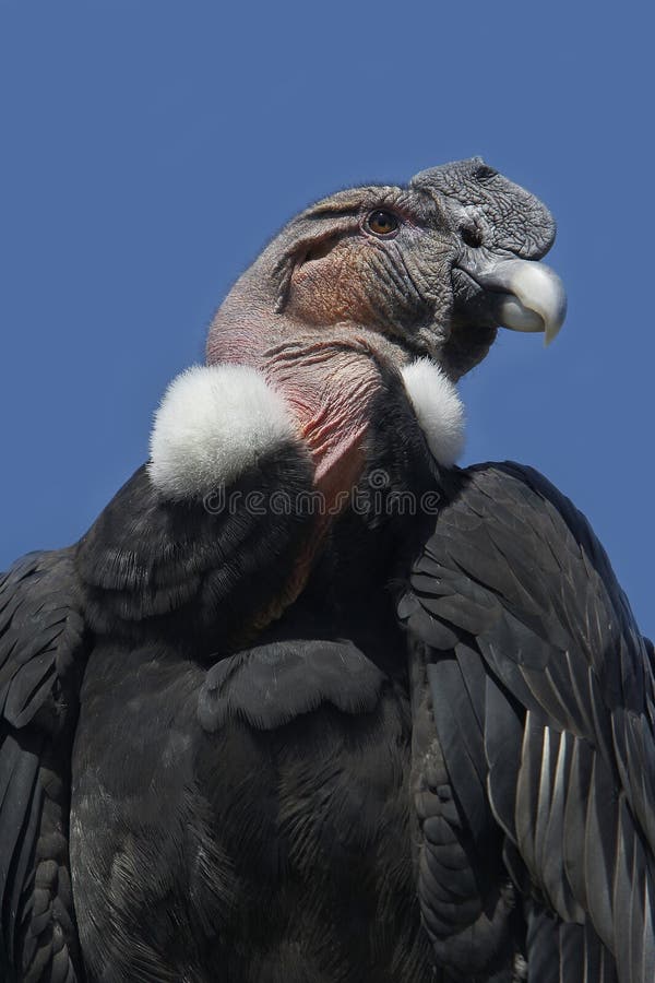 Condor Andino Vultur Gryphus Macho Imagen de archivo - Imagen de cara ...