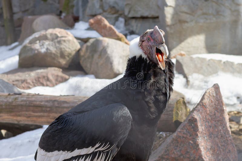 Condor Bird Close-up Opened Its Beak and Screams Stock Image - Image of ...