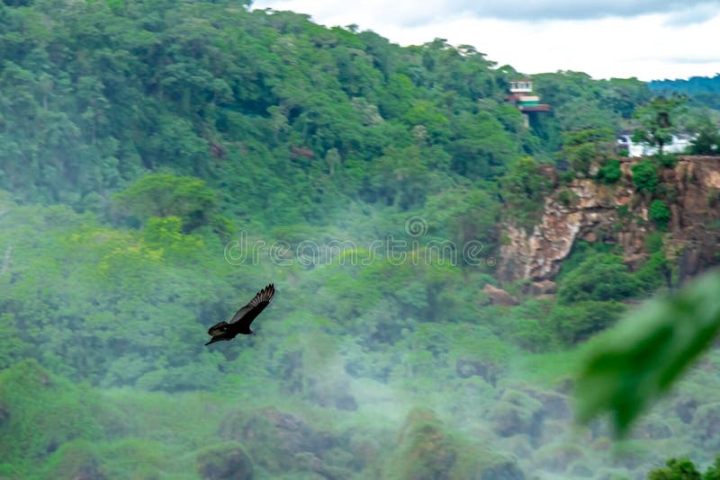 Condor Bird Flying in the Sky Above the Jungle Stock Image - Image of ...