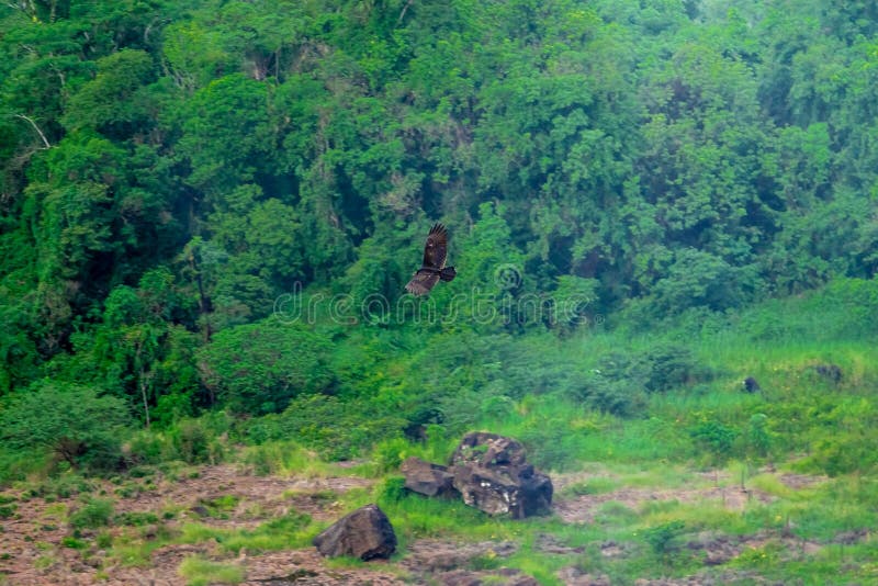 Condor Bird Flying in the Sky Above the Jungle Stock Photo - Image of ...