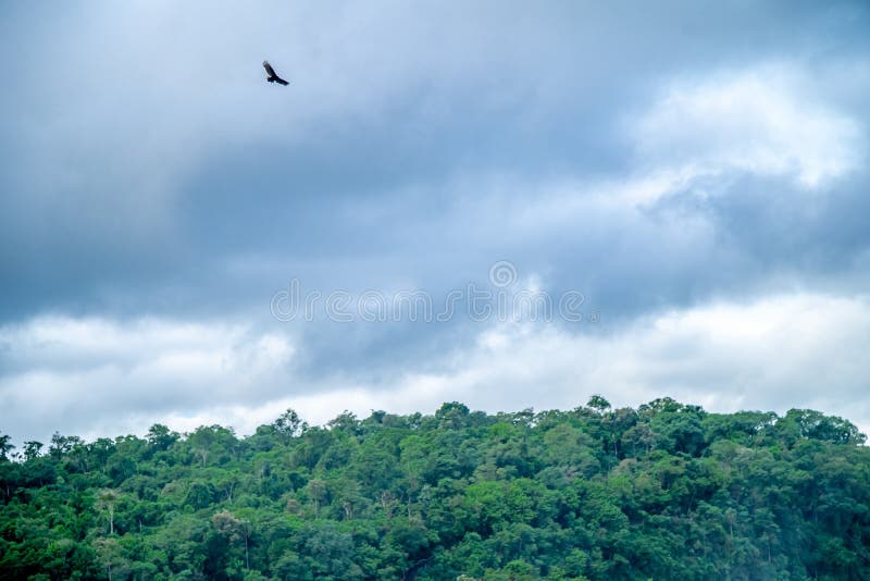 Condor Bird Flying in the Sky Above the Jungle Stock Photo - Image of ...