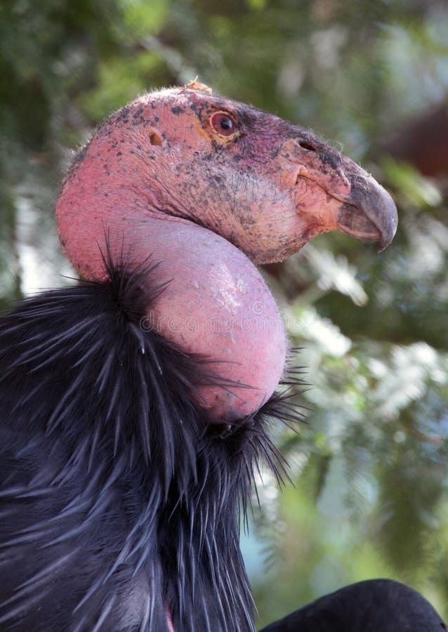 California Condor stock photo. Image of display, california - 25934202