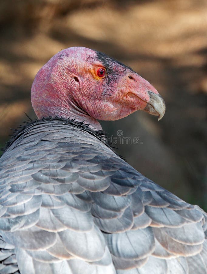 Condor stock image. Image of condor, head, california - 35170533