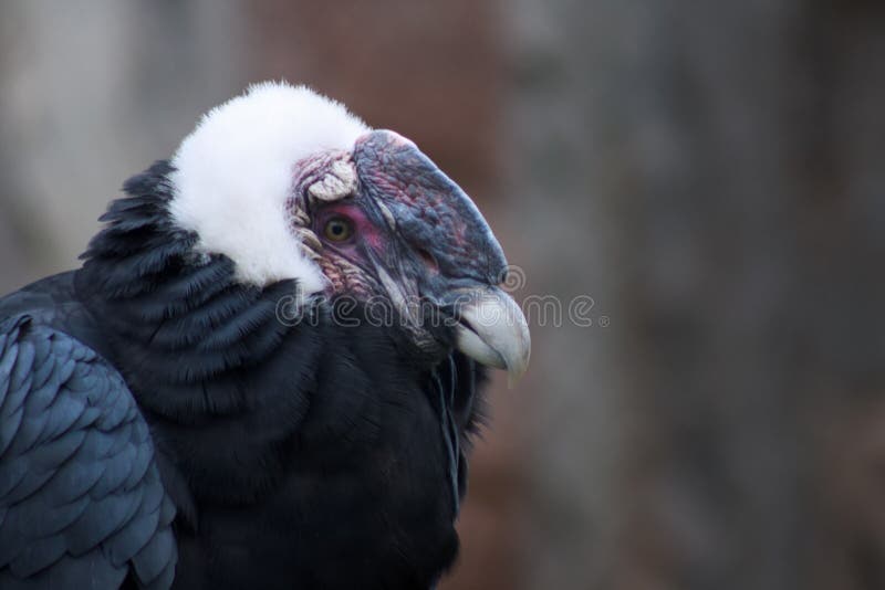 Condor closeup stock image. Image of feather, copyspace - 39735485