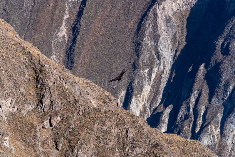Condor at Condor Cross in Colca Canyon, Peru Stock Photo - Image of ...