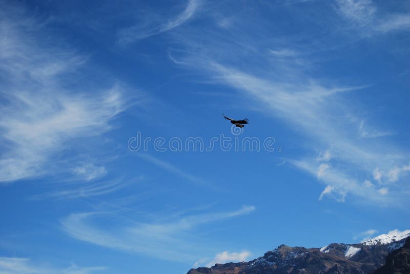 Condor stock photo. Image of mountain, nature, cumulus - 80161770