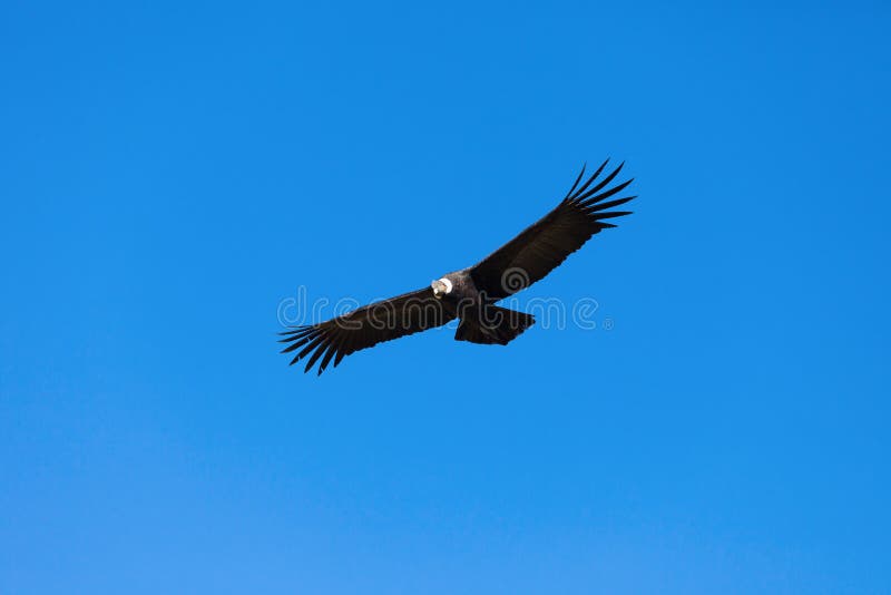 Condor flight stock image. Image of colca, high, animal - 68143183
