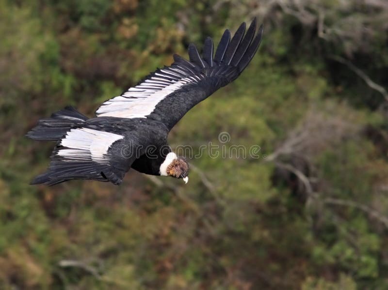 Condor Flying stock photo. Image of flying, wild, gliding - 4873766