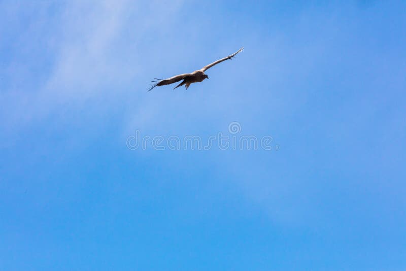 Condor flying in Peru stock image. Image of condor, beautiful - 108954817