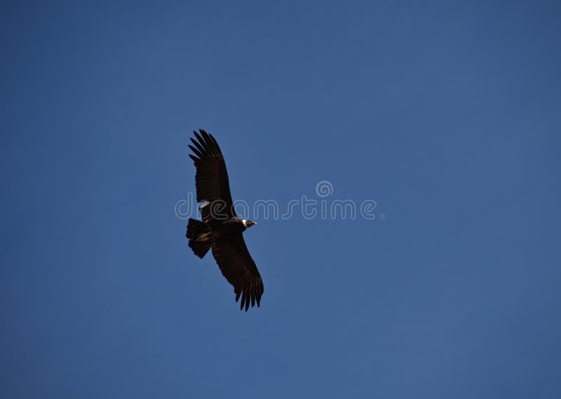 Condor Flying Above Colca Canyon, Peru Stock Image - Image of pray ...